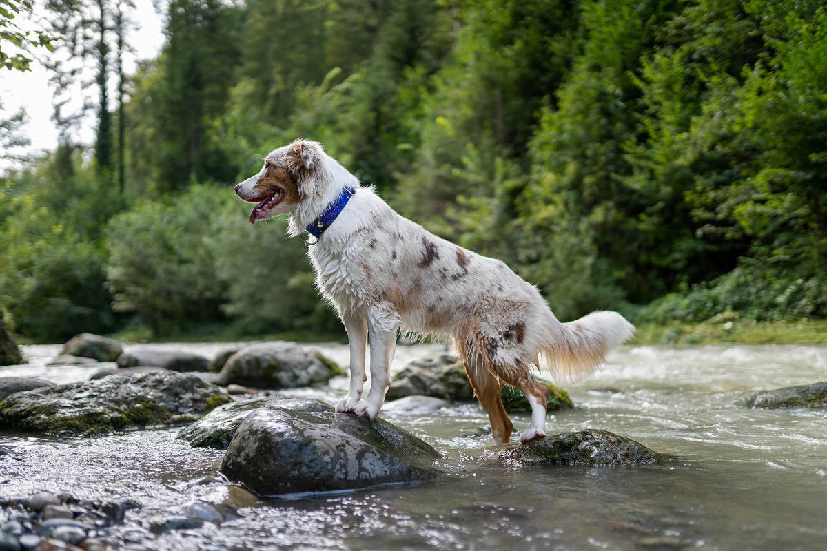 Outlet | Adventure-proof dog gear | Flowdog – Flowdog Store